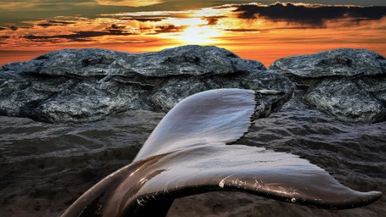 Report: Russian Spy Whale Found Dead in Mysterious Twist of Fate!